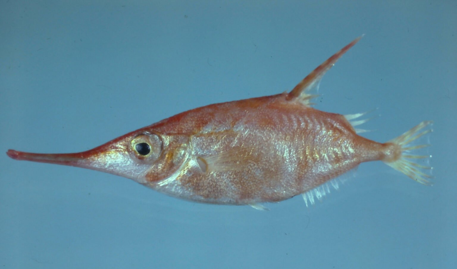 Macroramphosus scolopax » NCFishes.com