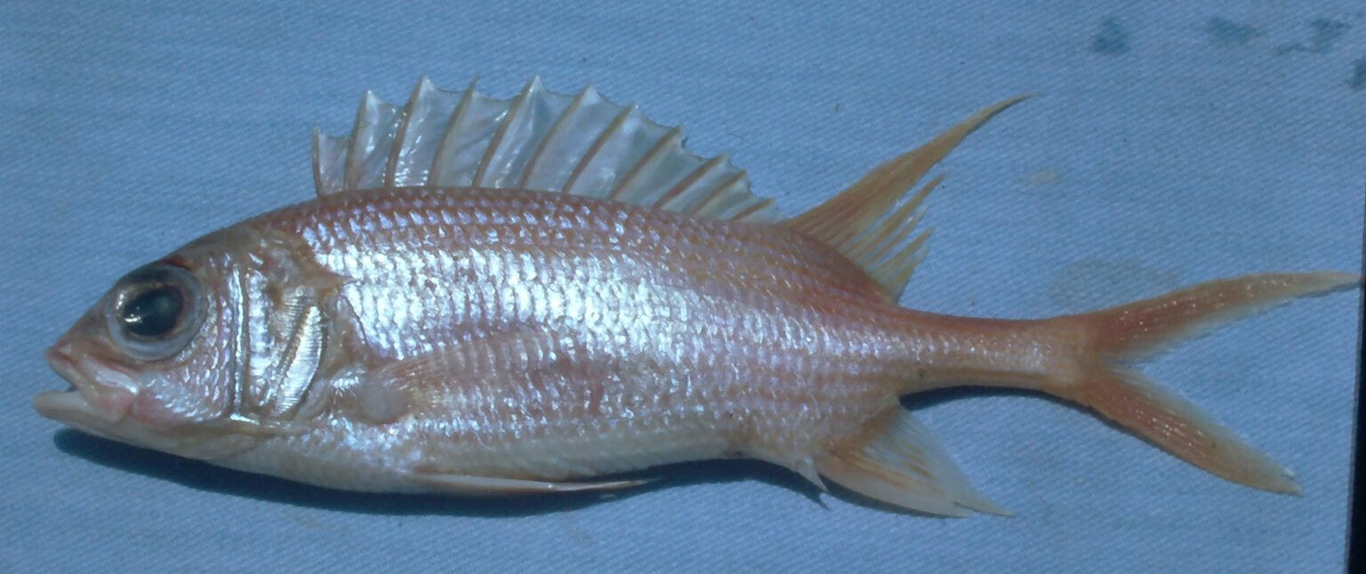 Holocentrus adscensionis » NCFishes.com