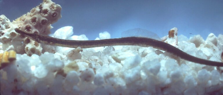 Syngnathus fuscus » NCFishes.com