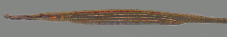 Microphis lineatus » NCFishes.com