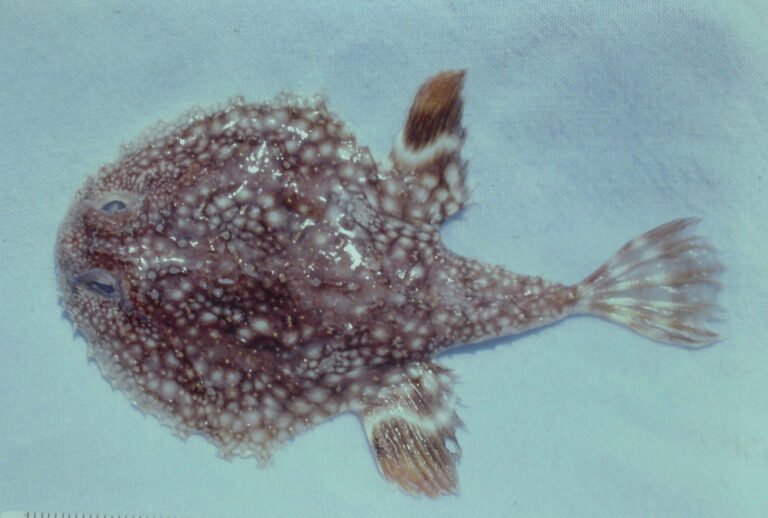 Halieutichthys aculeatus » NCFishes.com