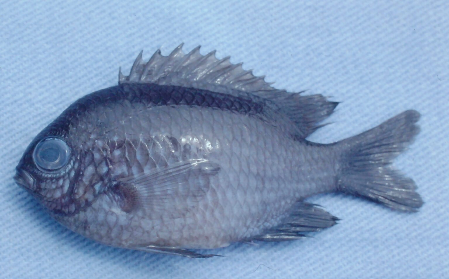 Chromis insolata » NCFishes.com