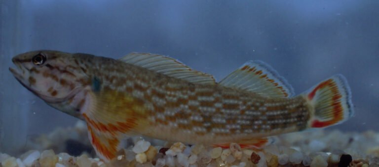 Nothonotus rufilineatus » NCFishes.com