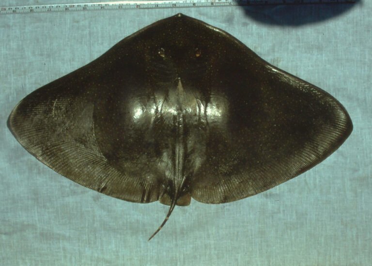 Gymnura altavela » NCFishes.com