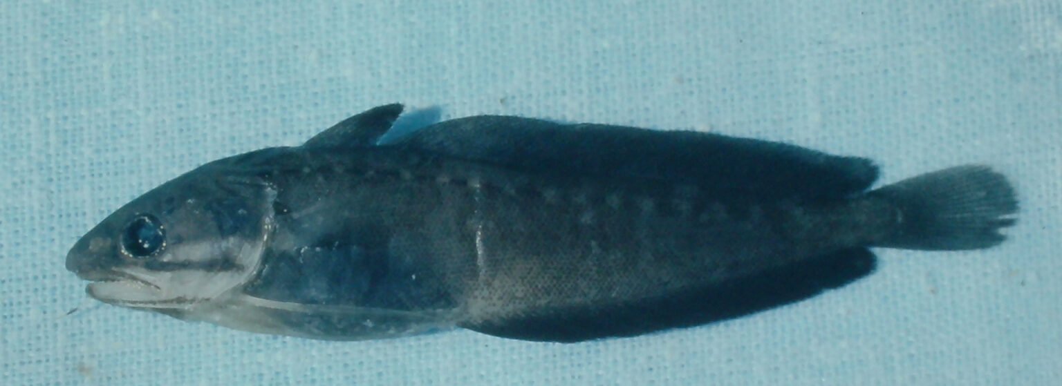 Urophycis chuss » NCFishes.com