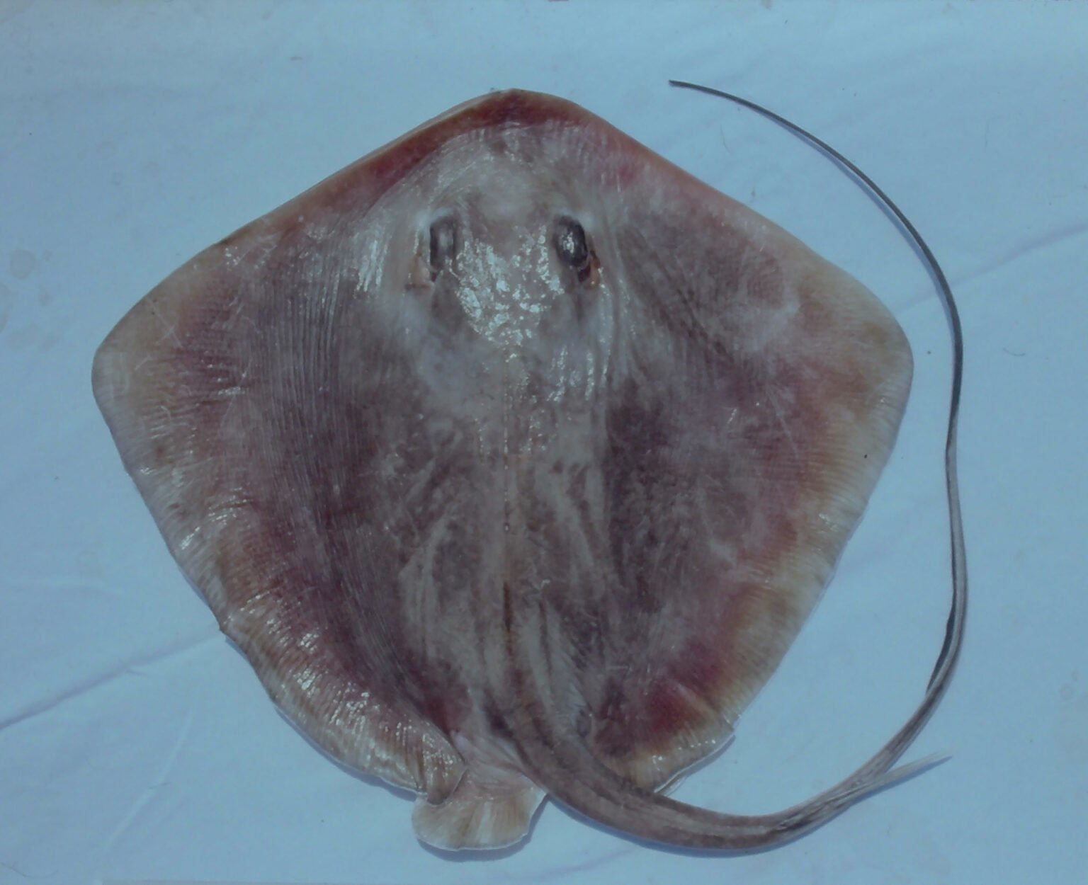 Hypanus americanus » NCFishes.com