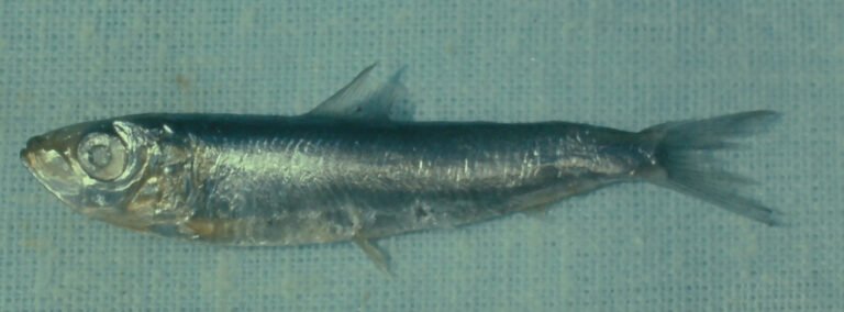 Sardinella aurita » NCFishes.com