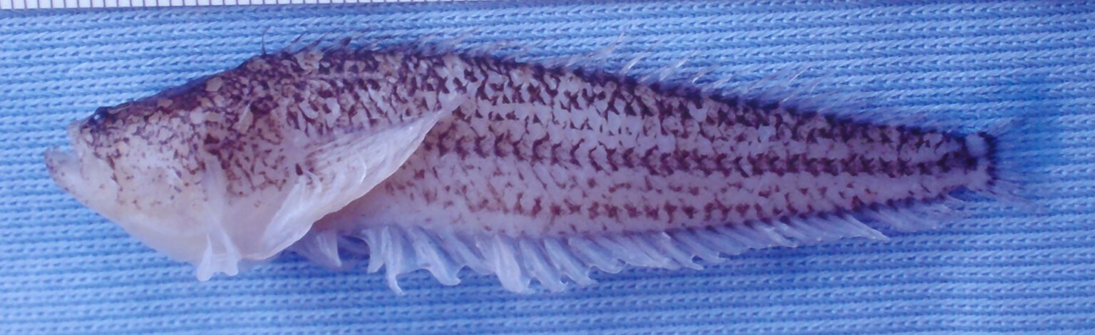 Dactyloscopus moorei » NCFishes.com
