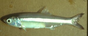 Anchoa mitchilli » NCFishes.com