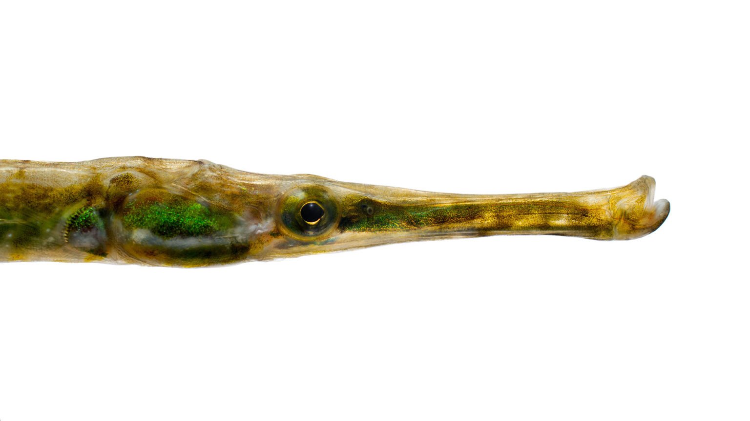 Syngnathus floridae » NCFishes.com