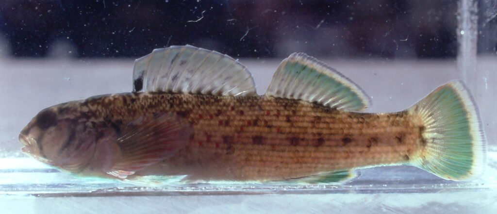 Nothonotus chlorobranchius » NCFishes.com