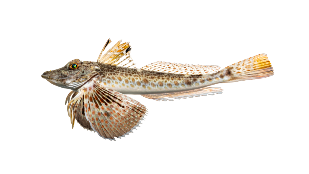 Prionotus scitulus » NCFishes.com