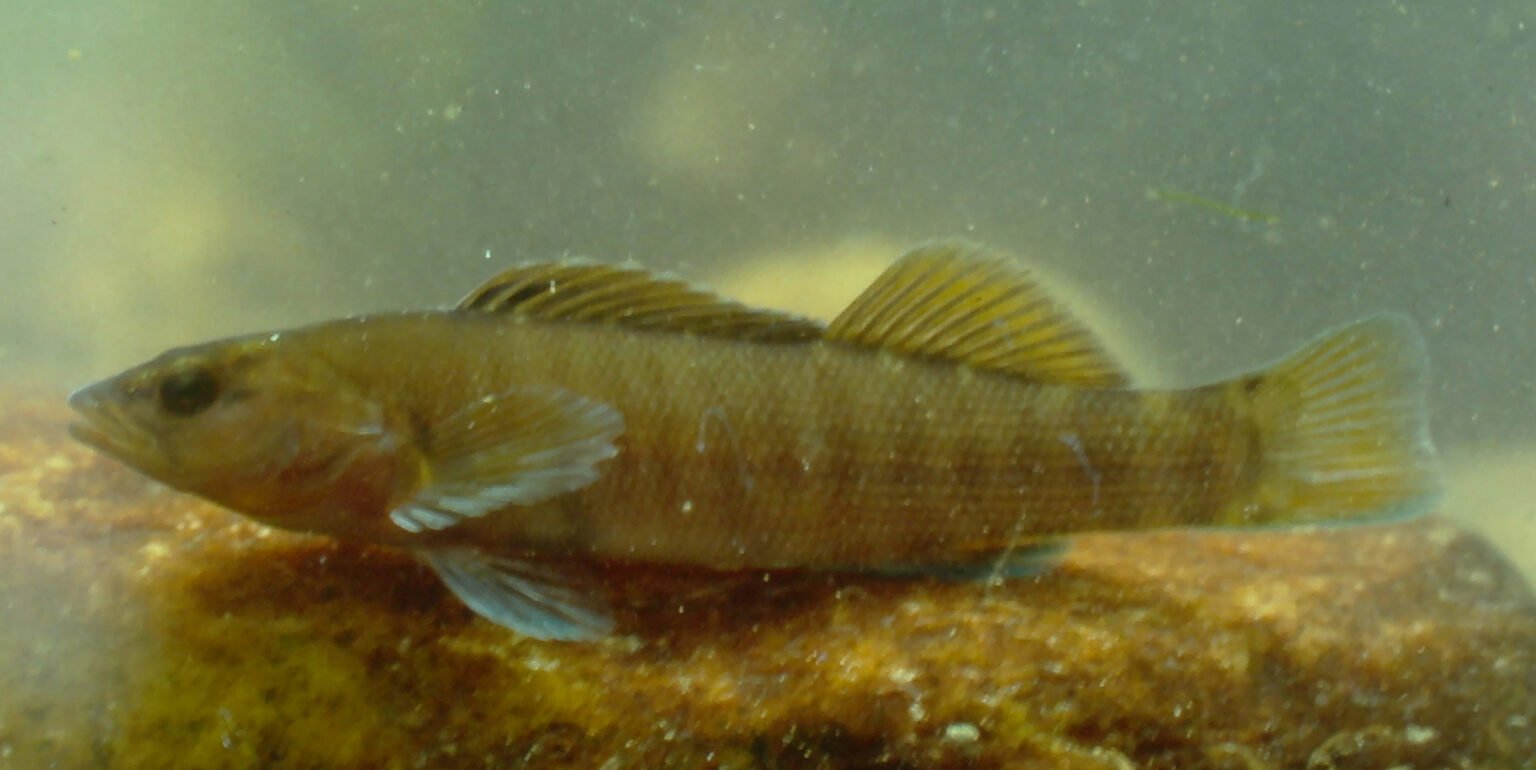 Nothonotus acuticeps » NCFishes.com