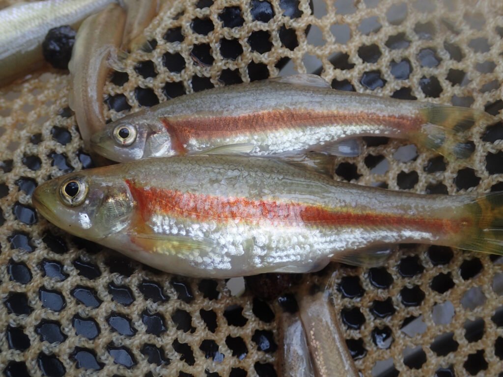 Clinostomus sp. "Smoky" Dace » NCFishes.com