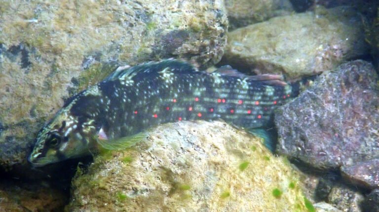 Nothonotus vulneratus » NCFishes.com