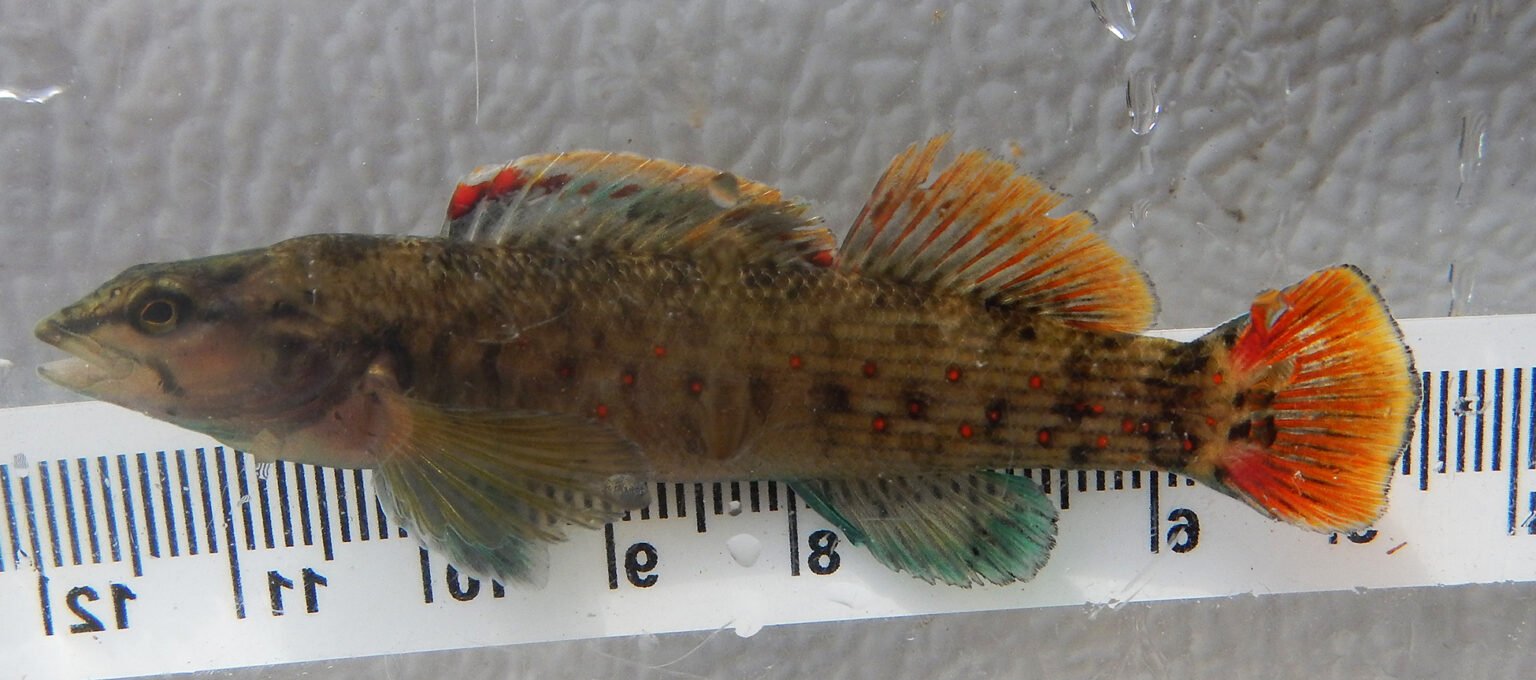 Nothonotus vulneratus » NCFishes.com