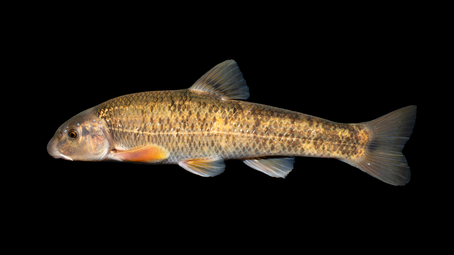 Campostoma anomalum » NCFishes.com