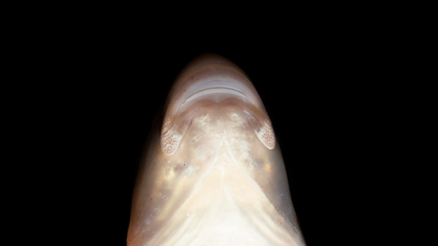 Campostoma anomalum » NCFishes.com