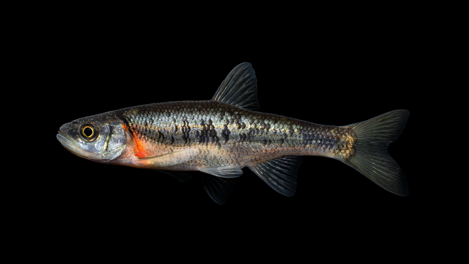 Clinostomus funduloides » NCFishes.com