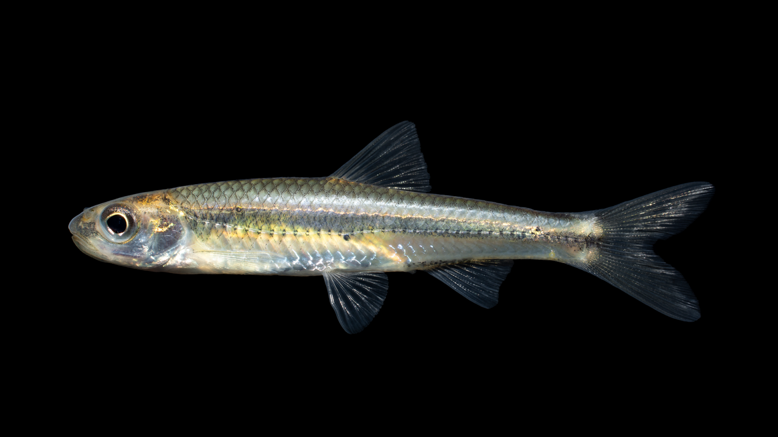 Cyprinella galactura » NCFishes.com