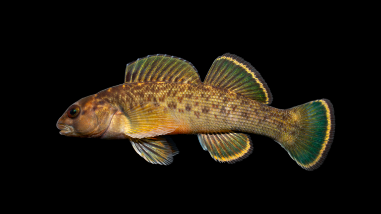 Nothonotus chlorobranchius » NCFishes.com