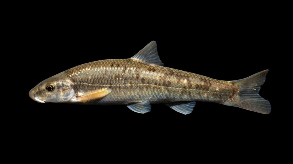 Campostoma anomalum » NCFishes.com