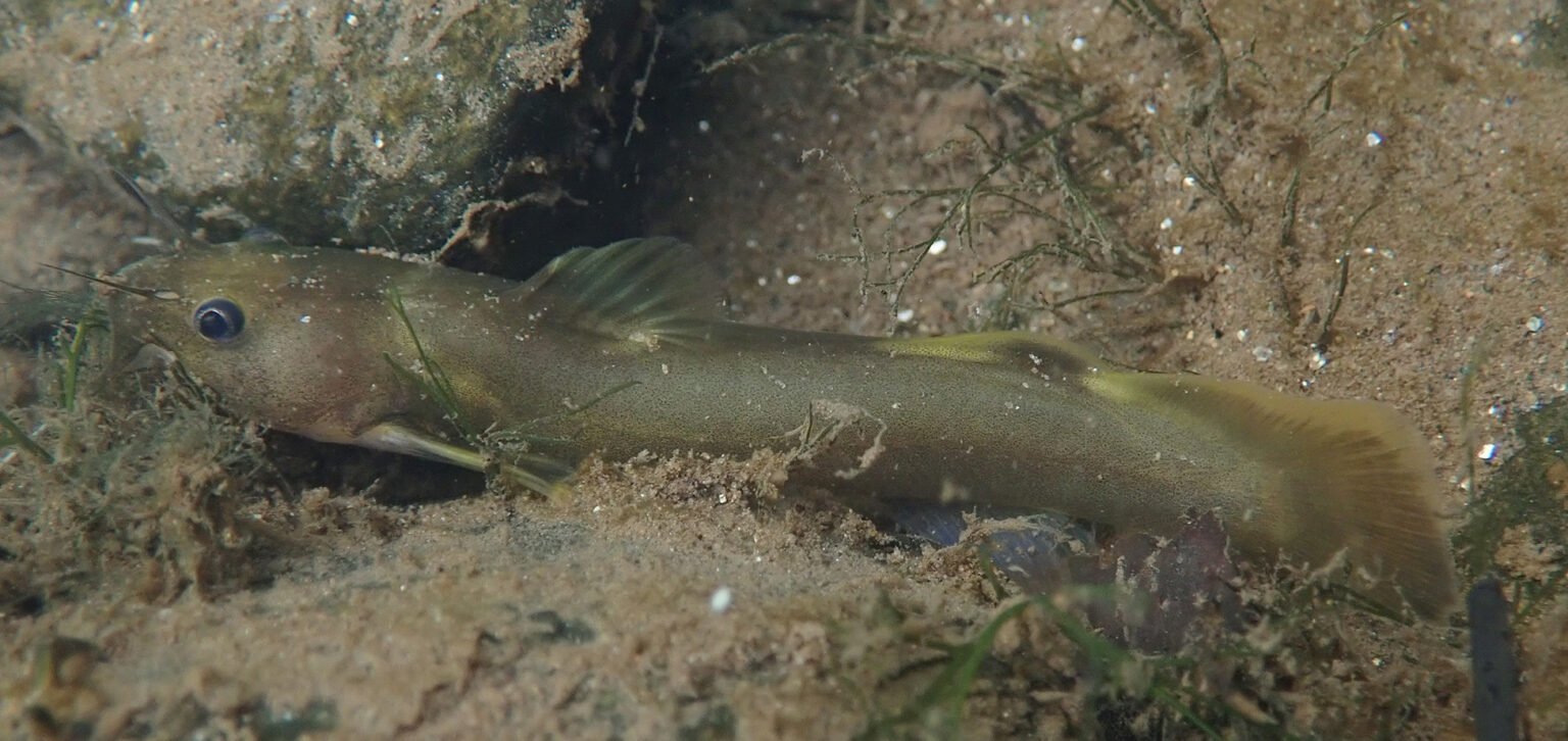 Noturus flavus » NCFishes.com