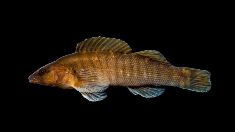 Nothonotus acuticeps » NCFishes.com