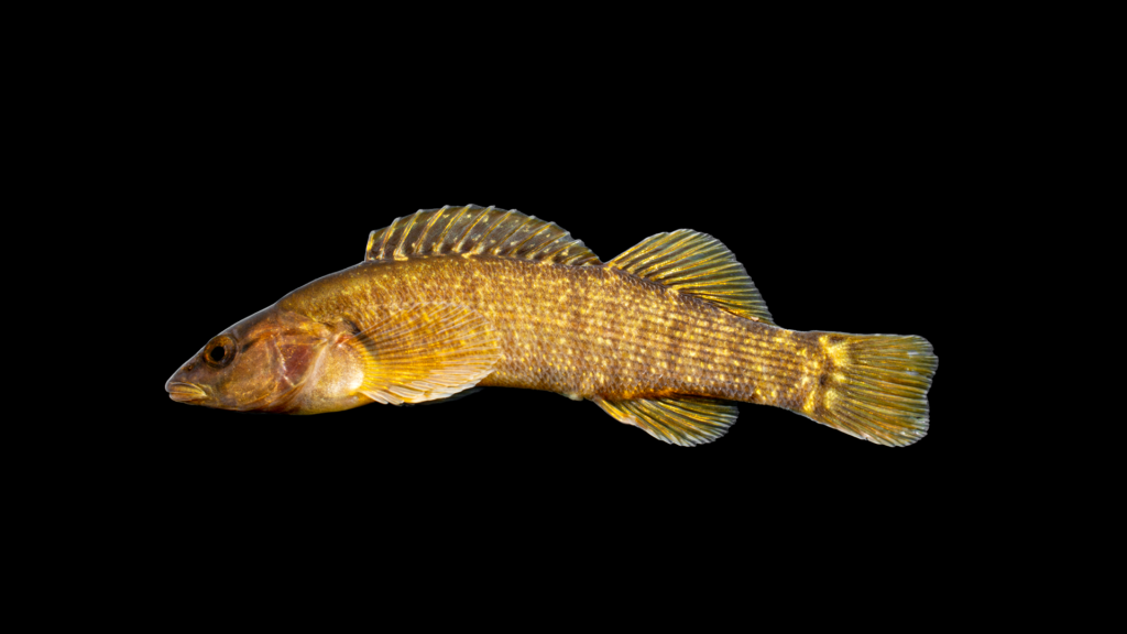 Nothonotus acuticeps » NCFishes.com