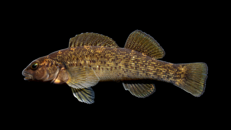 Nothonotus chlorobranchius » NCFishes.com