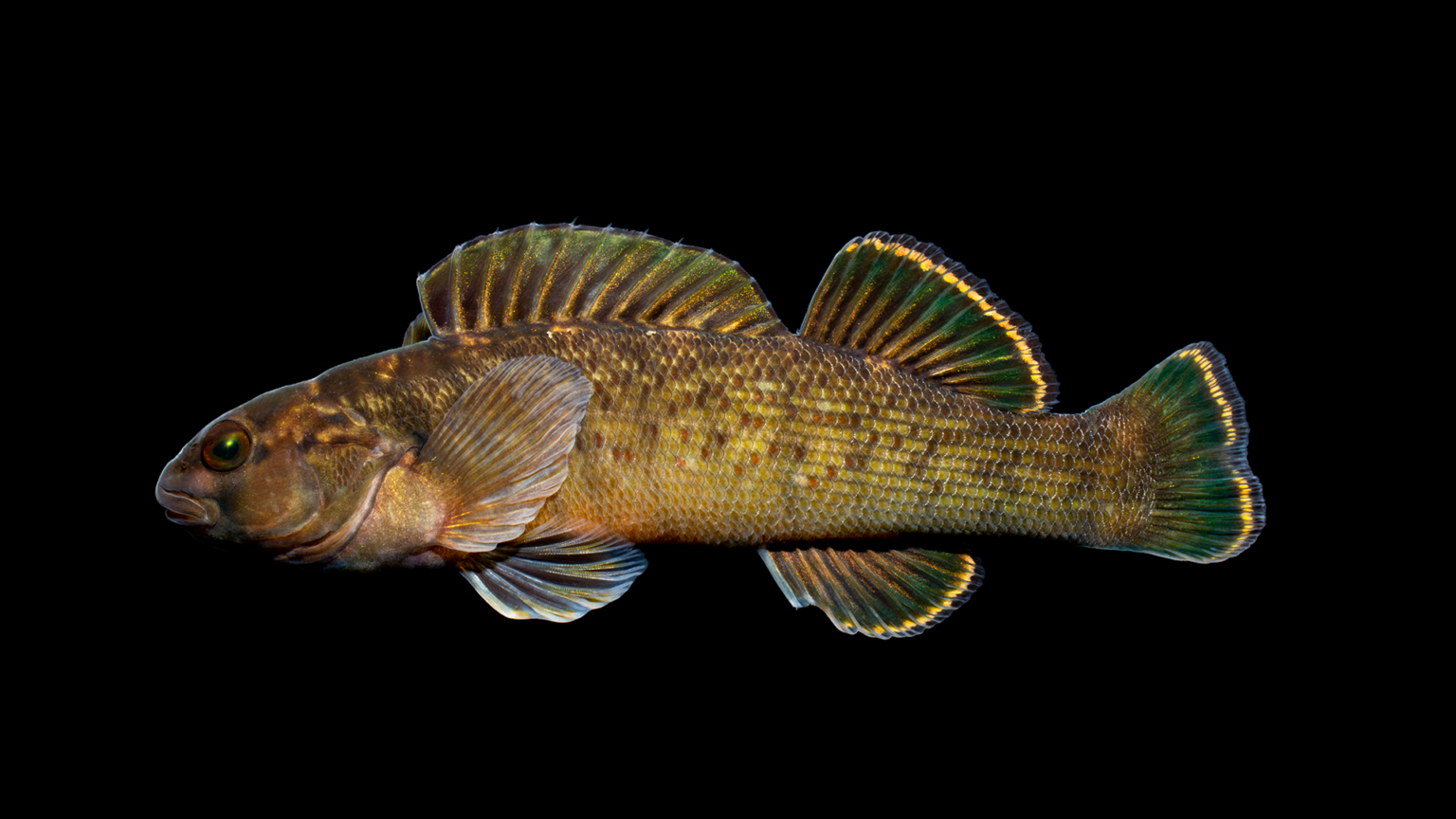 Nothonotus chlorobranchius » NCFishes.com