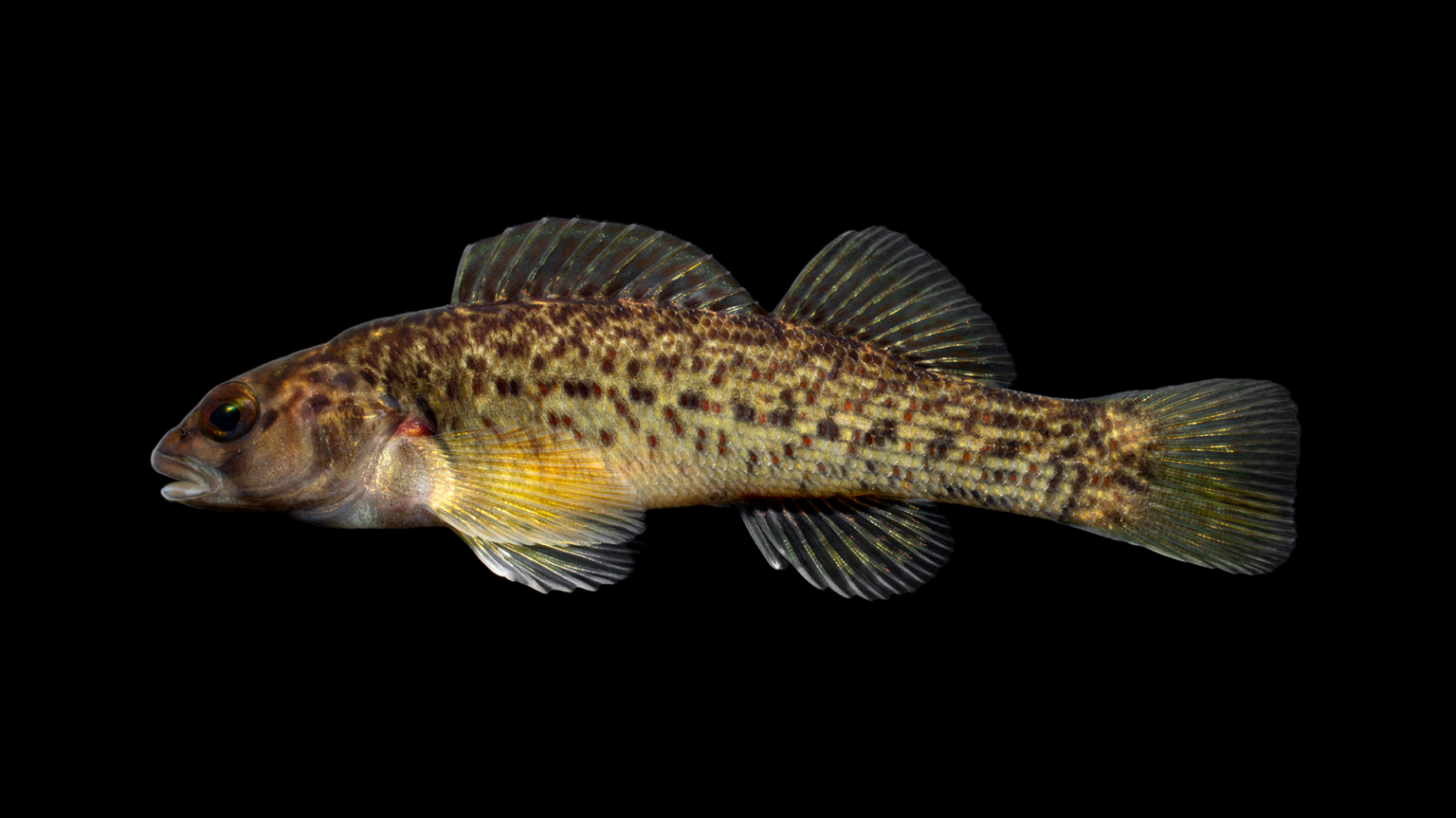 Nothonotus chlorobranchius » NCFishes.com