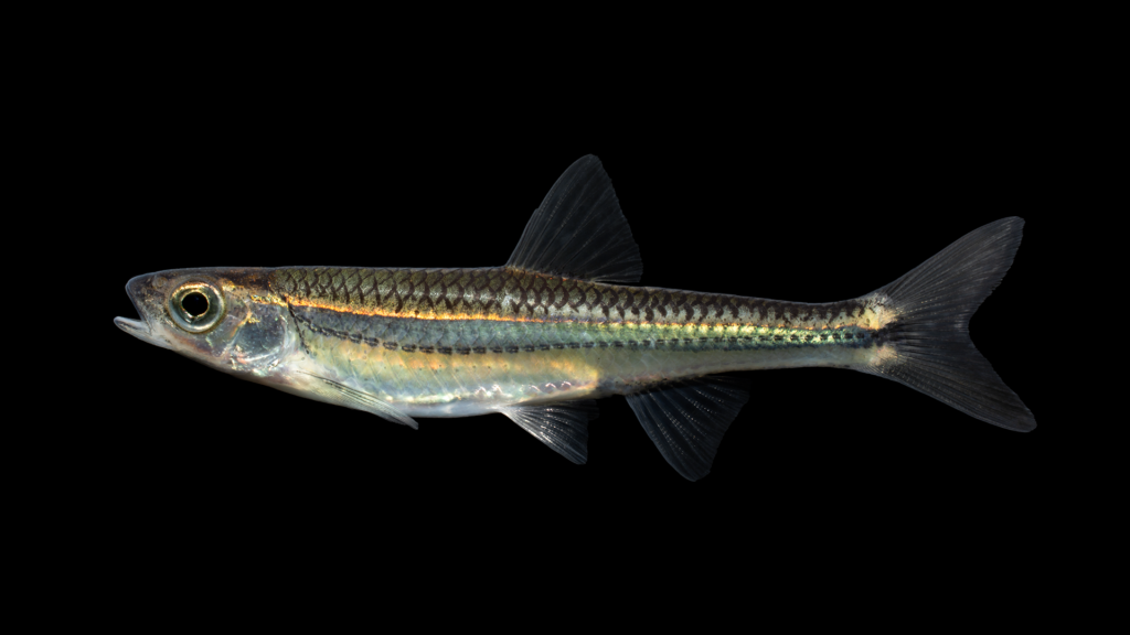 Paranotropis leuciodus » NCFishes.com