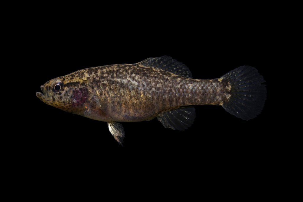 Elassoma zonatum » NCFishes.com