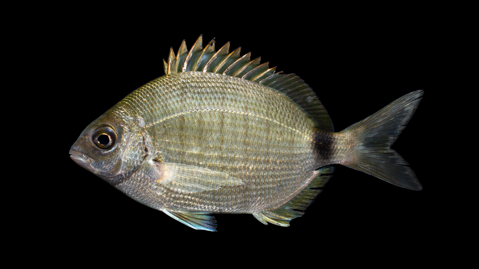 Diplodus holbrookii » NCFishes.com