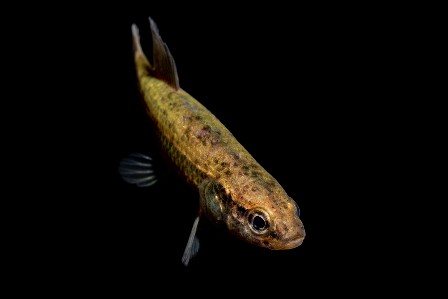 Umbra pygmaea » NCFishes.com