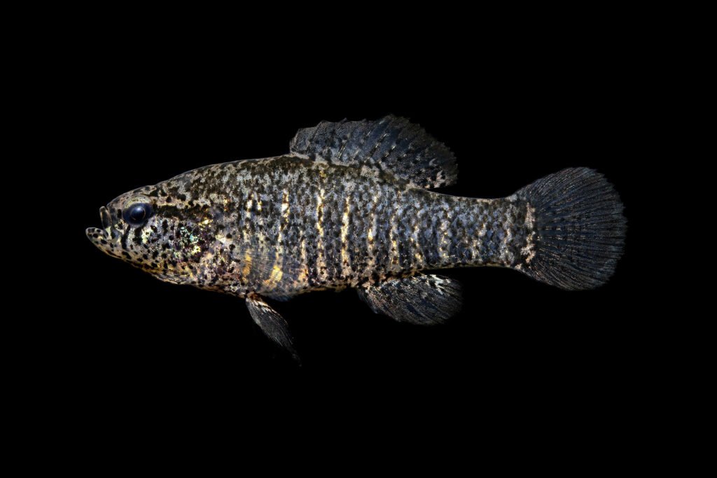Elassoma zonatum » NCFishes.com