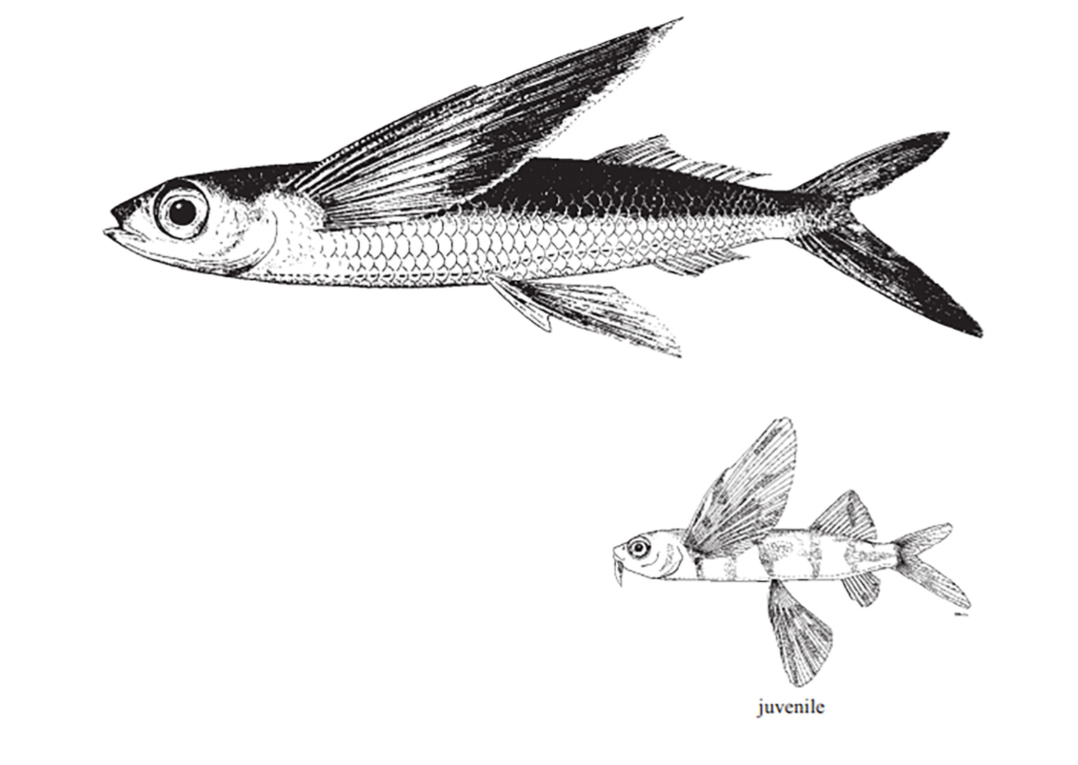 Cheilopogon melanurus » NCFishes.com