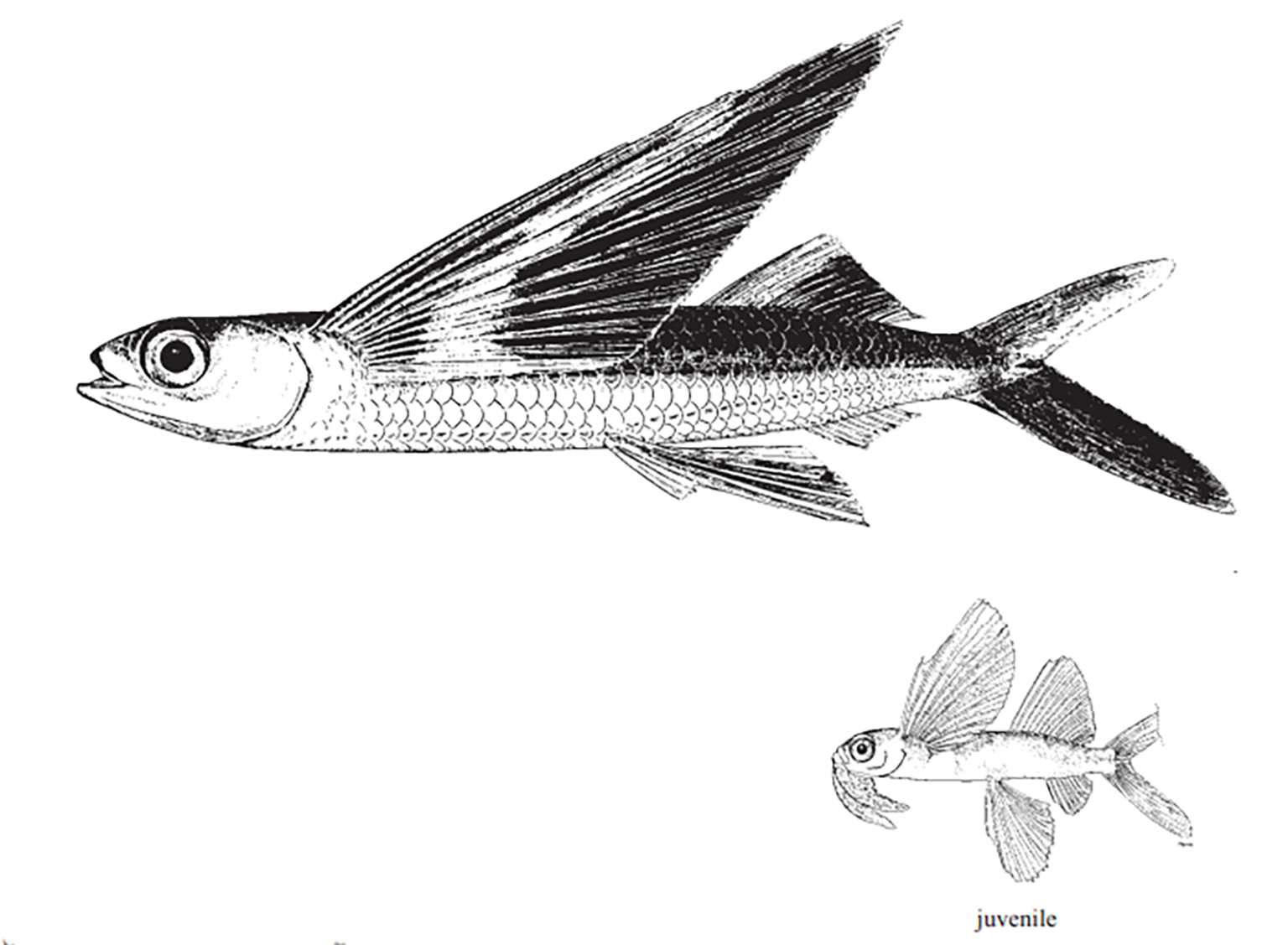 Cheilopogon cyanopterus » NCFishes.com