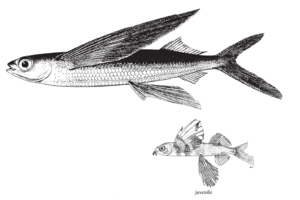 Cheilopogon furcatus » NCFishes.com