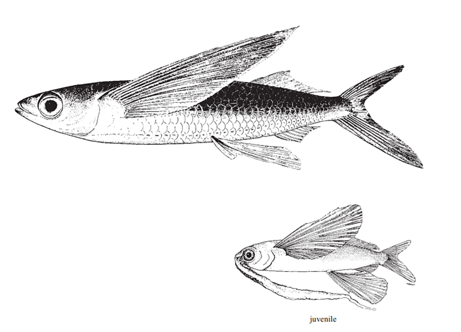 Cypselurus comatus » NCFishes.com