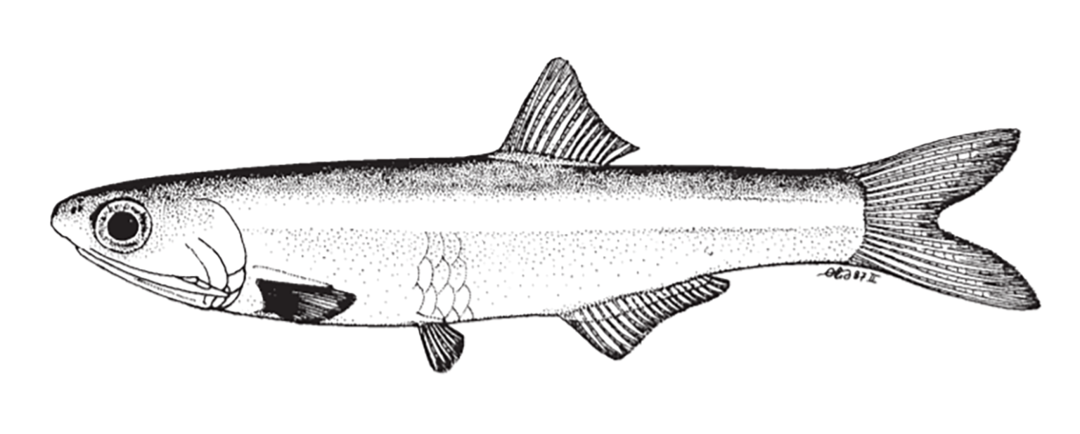 Anchoa mitchilli » NCFishes.com