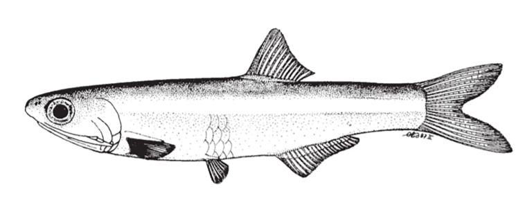 Anchoa mitchilli » NCFishes.com