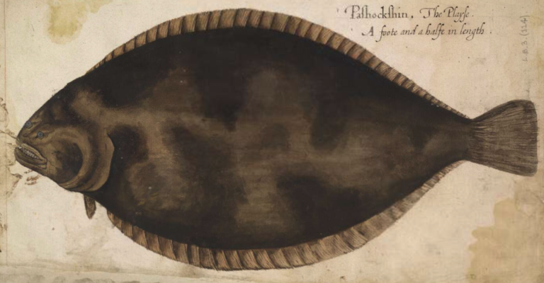 Sand Flounder (Family Paralichthyidae) Diversity in North Carolina ...