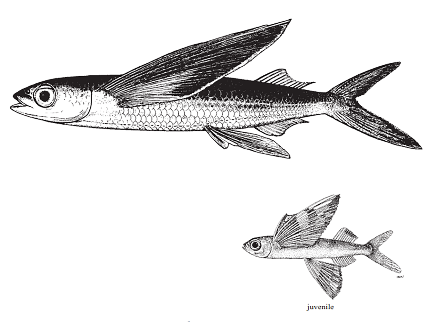 Hirundichthys rondeletii » NCFishes.com