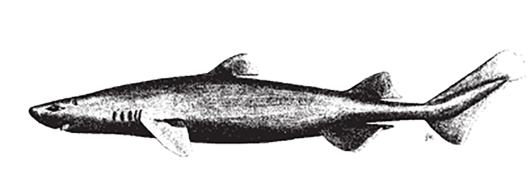 Dalatias licha » NCFishes.com