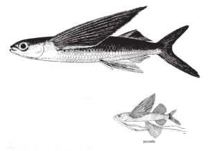 Cheilopogon exsiliens » NCFishes.com