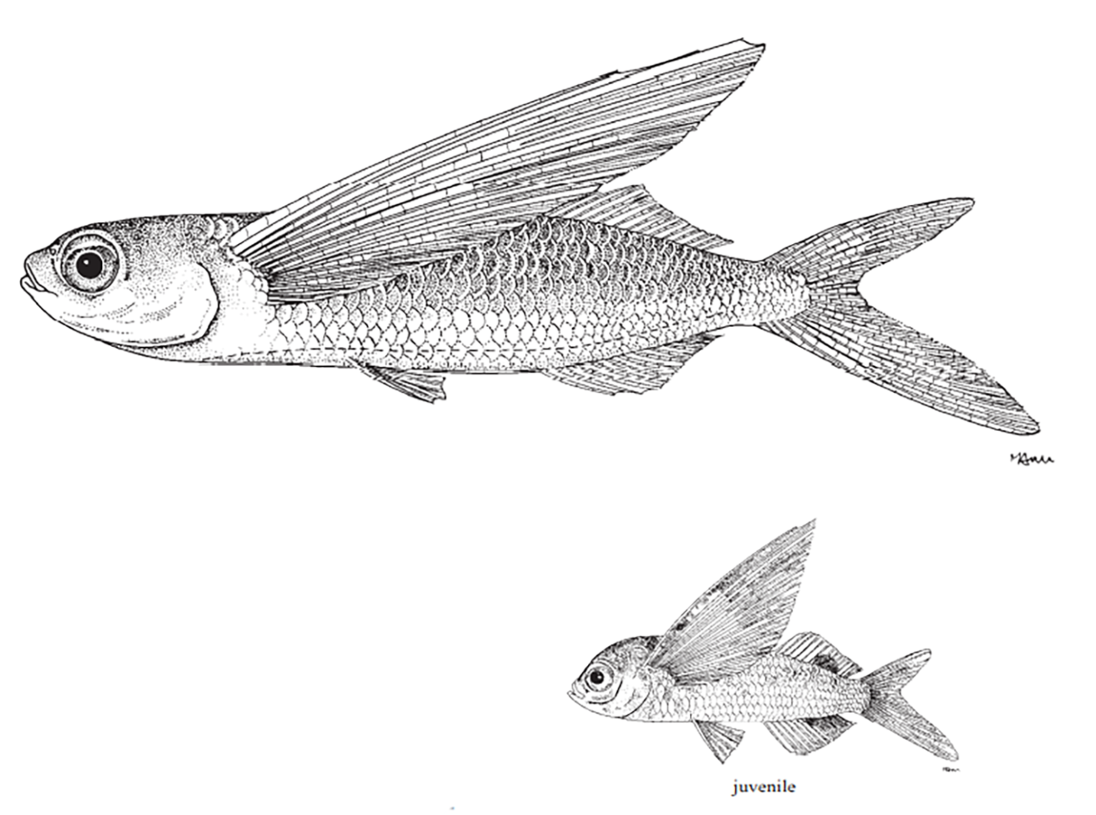 Exocoetus obtusirostris » NCFishes.com