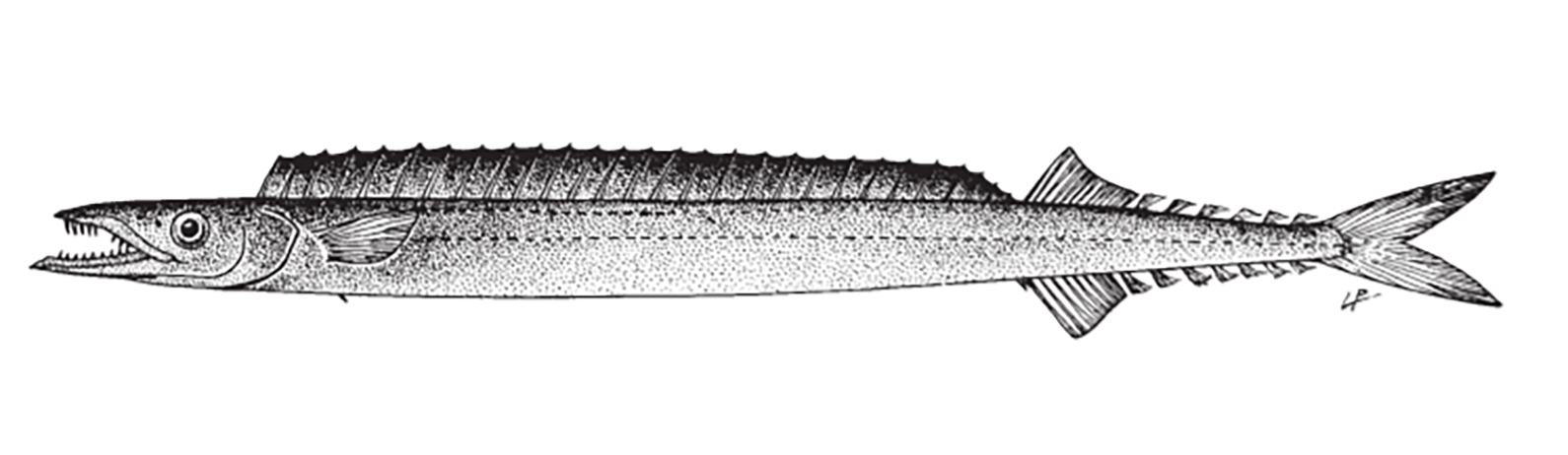 Gempylus serpens » NCFishes.com