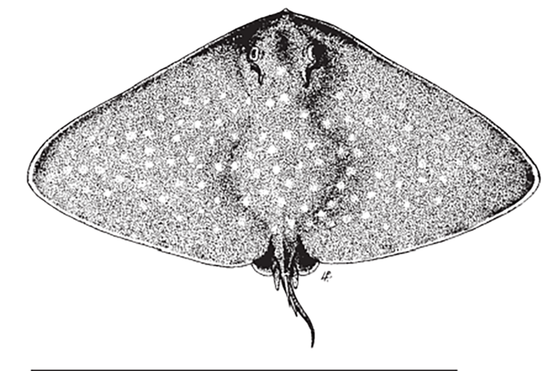 Gymnura altavela » NCFishes.com